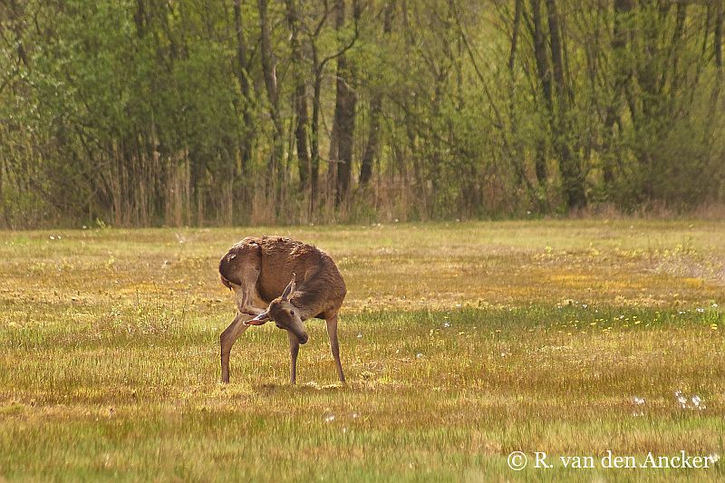 natuurfotografie van het edelhert op de Veluwe.